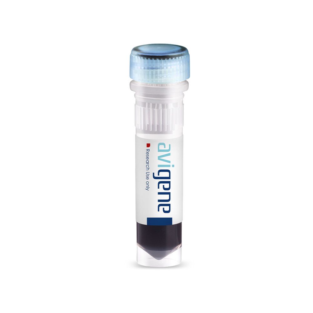 AviDuo™ -DNA Loading Dye - dual color - High Sensitive - 1ml